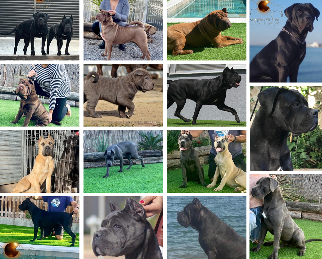 Criadores de Cane Corso y Shar Pei - Panthers of Fire